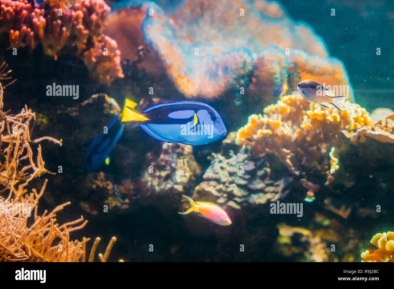 Blue Tang Fish Paracanthurus Hepatus Swimming In Water. Popular Fish In ...