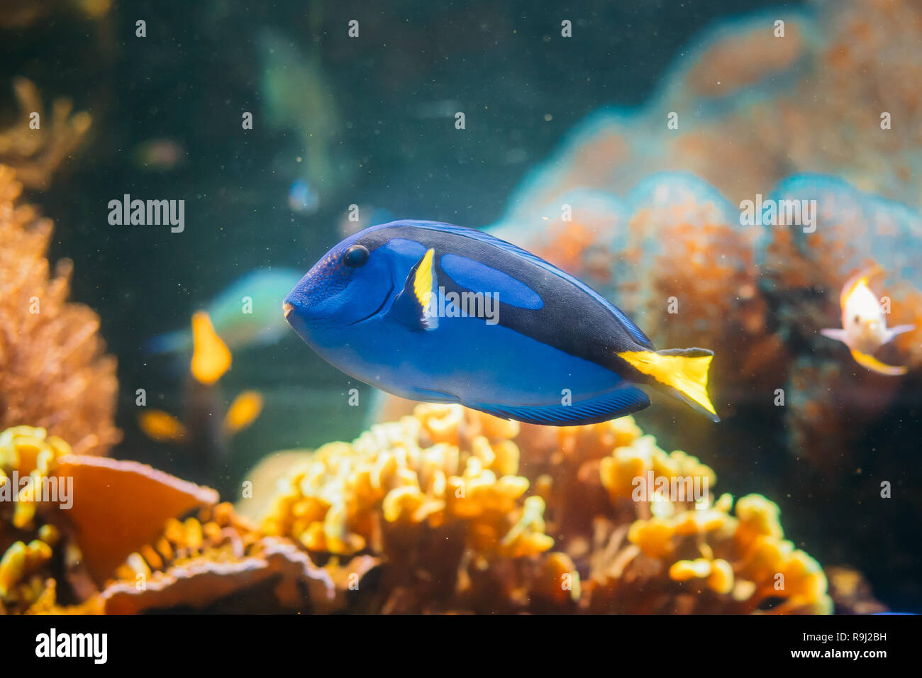 Blue Tang Fish Paracanthurus Hepatus Swimming In Water. Popular Fish In ...