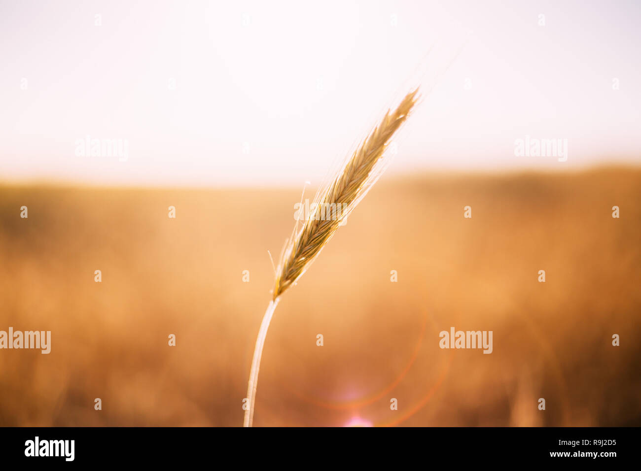 Ear single wheat hi-res stock photography and images - Alamy
