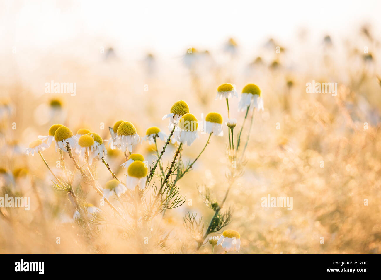 Blooming Wild Flowers Matricaria Chamomilla Or Matricaria Recutita Or ...