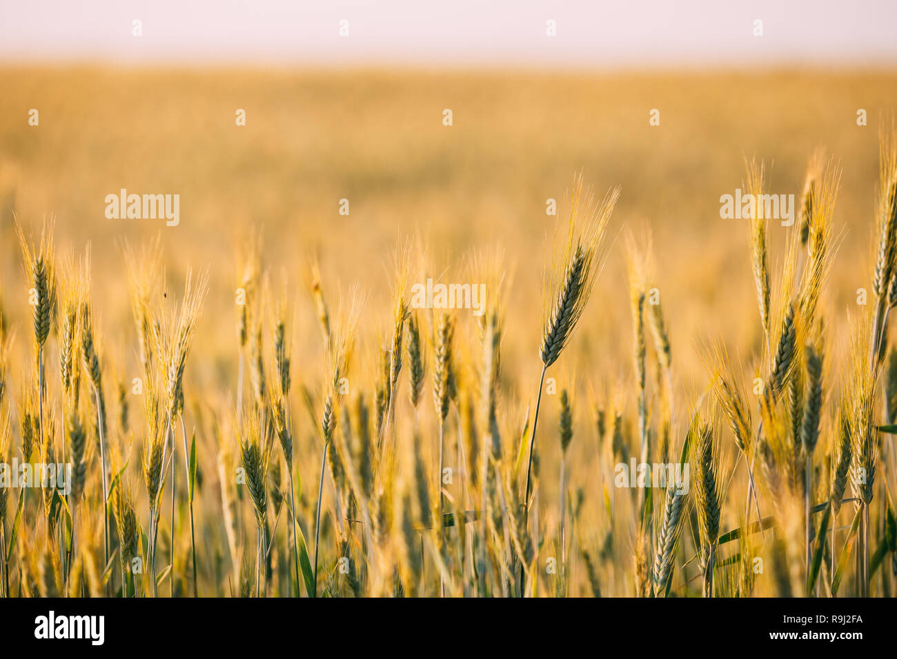 Field in june hi-res stock photography and images - Alamy
