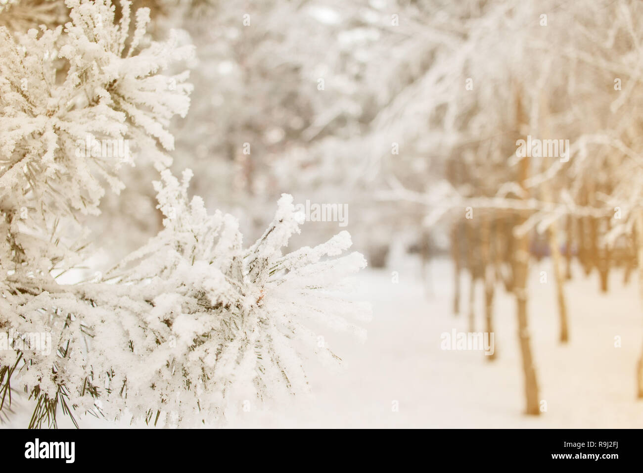 Winter pine tree sunny background. Close-up photo. Branches covered ...