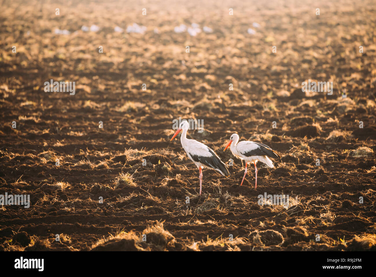 Two Adult European White Storks Standing In Field In Belarus. Wild ...