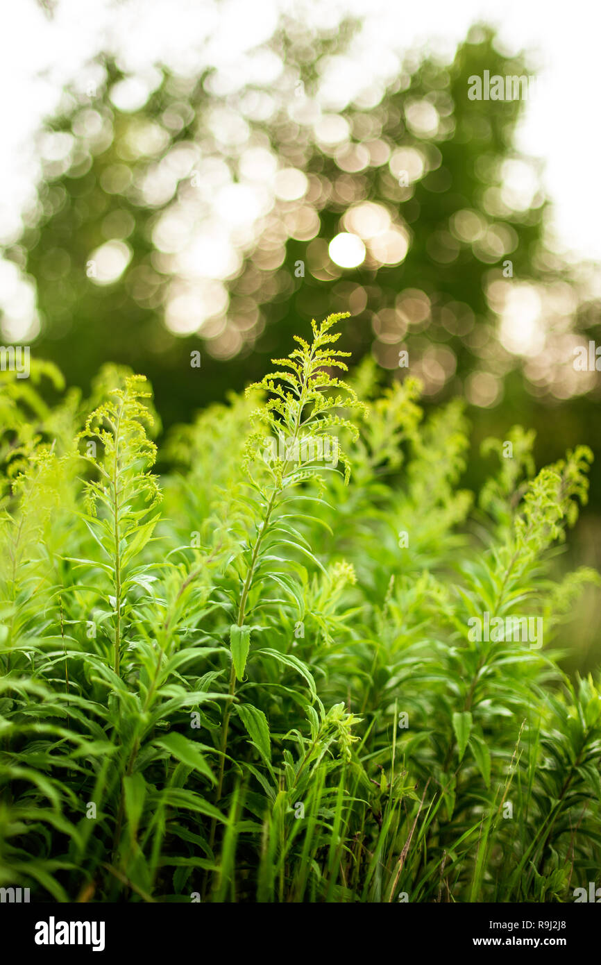 Bush of green grass hi-res stock photography and images - Alamy