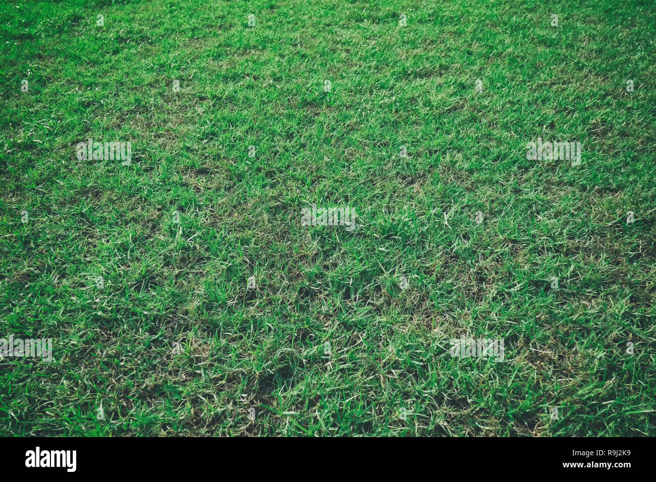 Green lawns empty backdrop for design nature background in your work ...
