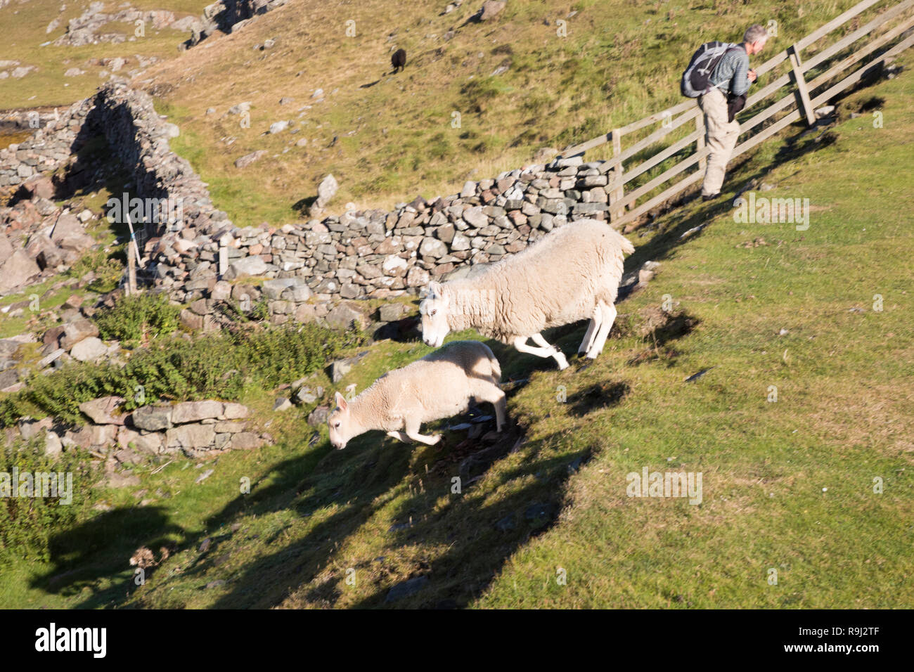 Sheep Run Uk High Resolution Stock Photography and Images - Alamy