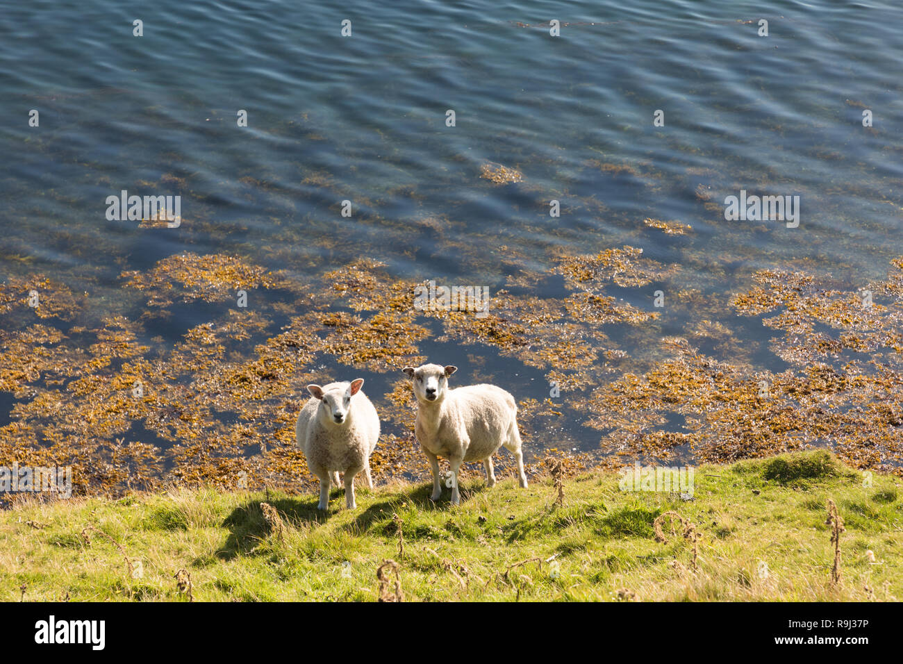 Sheep granzing on Mavis Grind, Shetland Islands, UK Stock Photo - Alamy