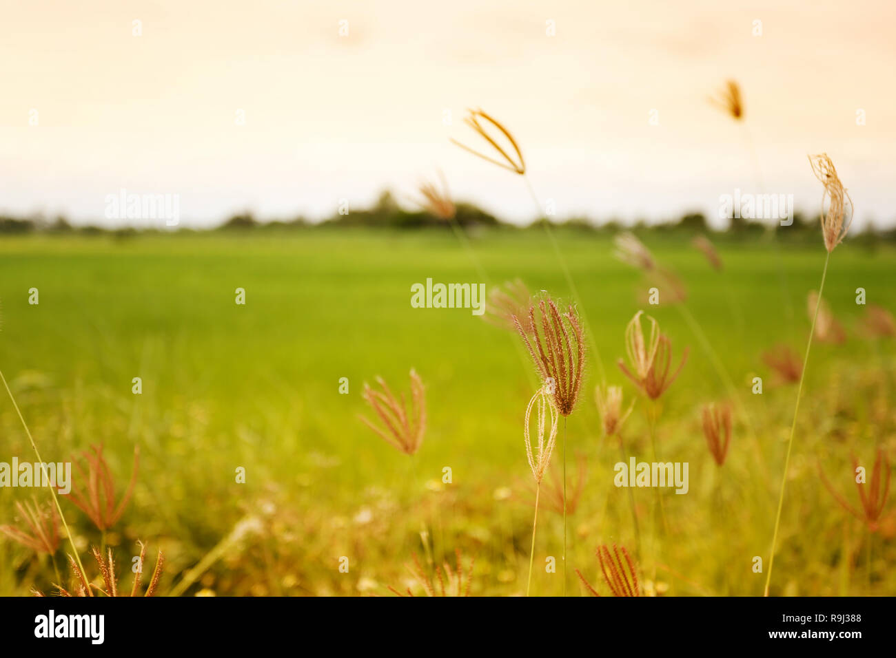 Rice field background hi-res stock photography and images - Alamy
