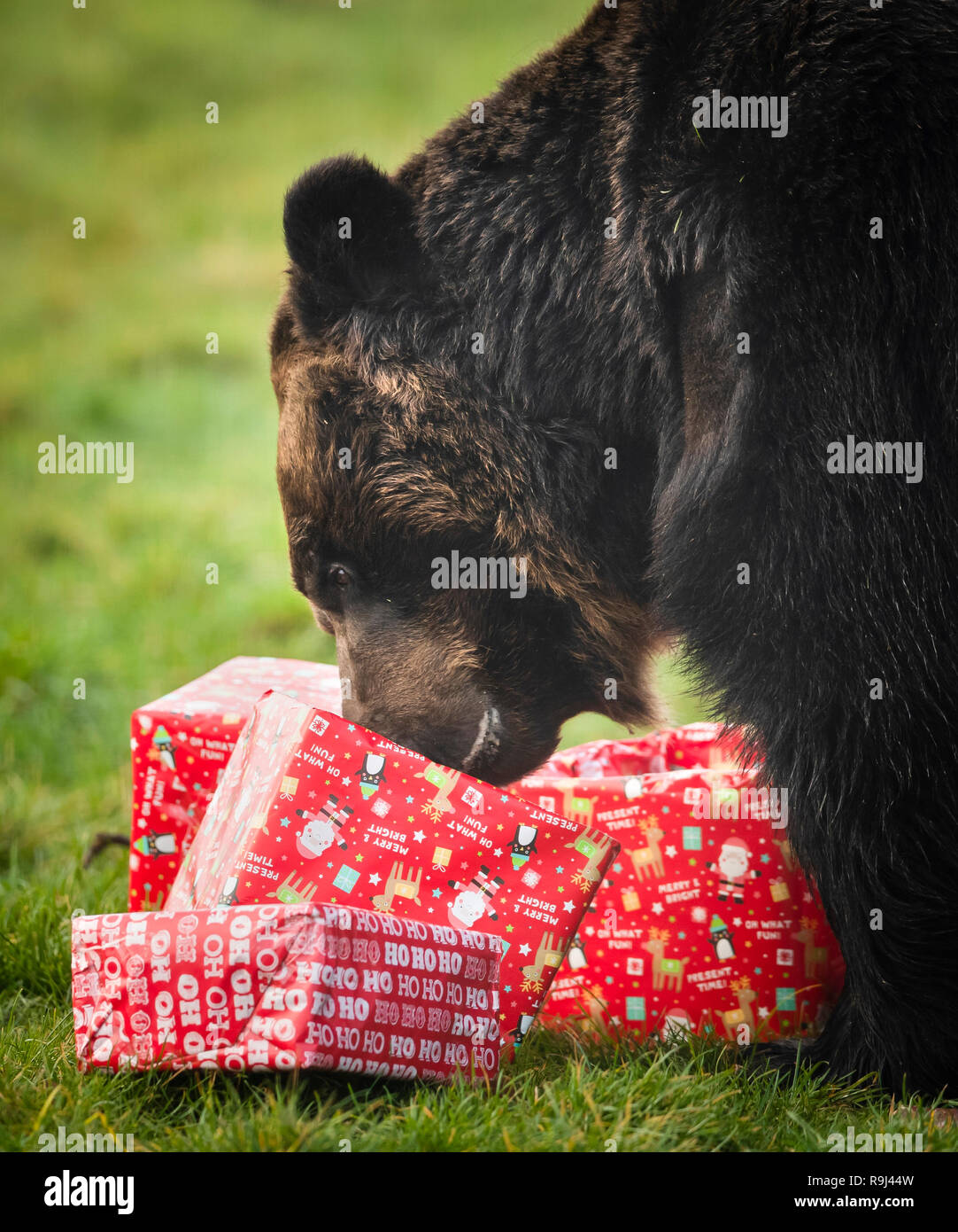 Riku the Ussuri Brown Bear enjoys her first Christmas at the Yorkshire ...
