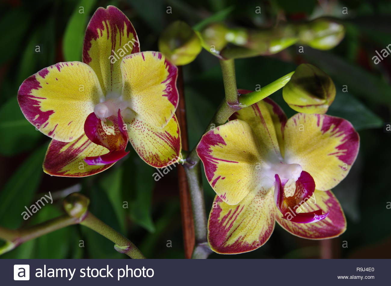 Full Picture Size Stock Photos & Full Picture Size Stock Images - Alamy