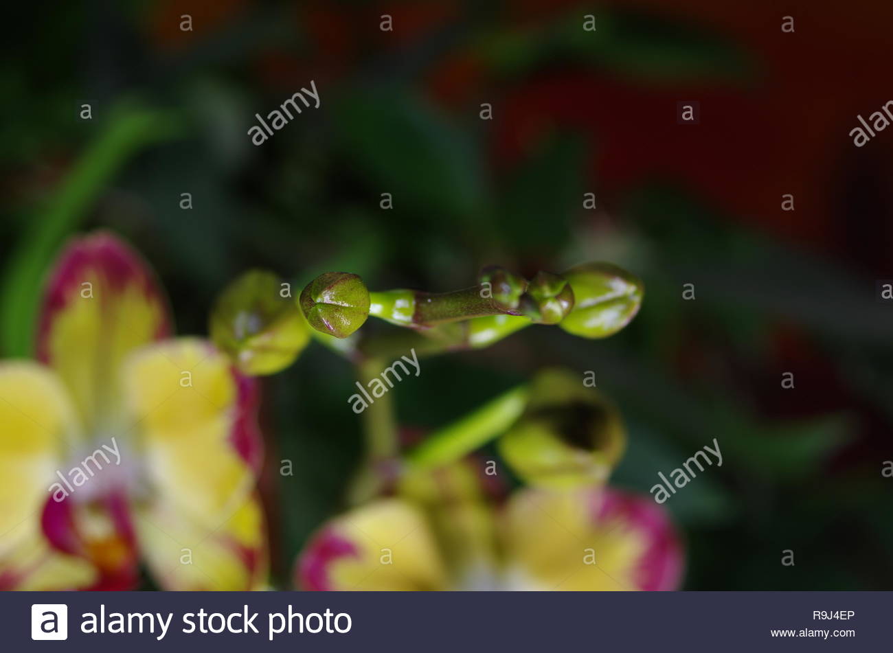 Full Picture Size Stock Photos & Full Picture Size Stock Images - Alamy