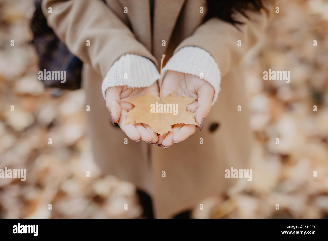 Autumn leaves in girl hands. Close up Stock Photo - Alamy