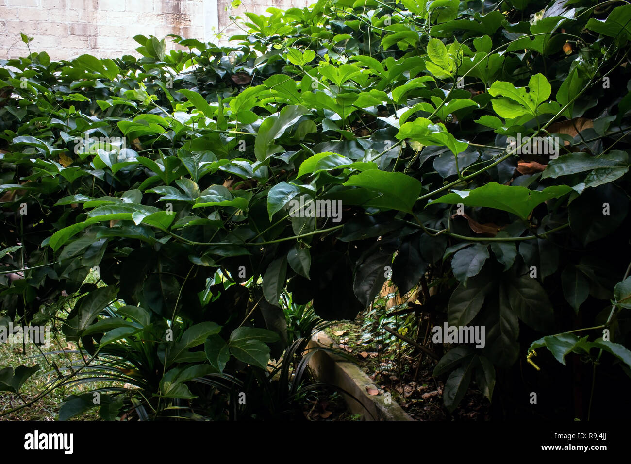 foliage plants spread in the walls of a house Stock Photo - Alamy