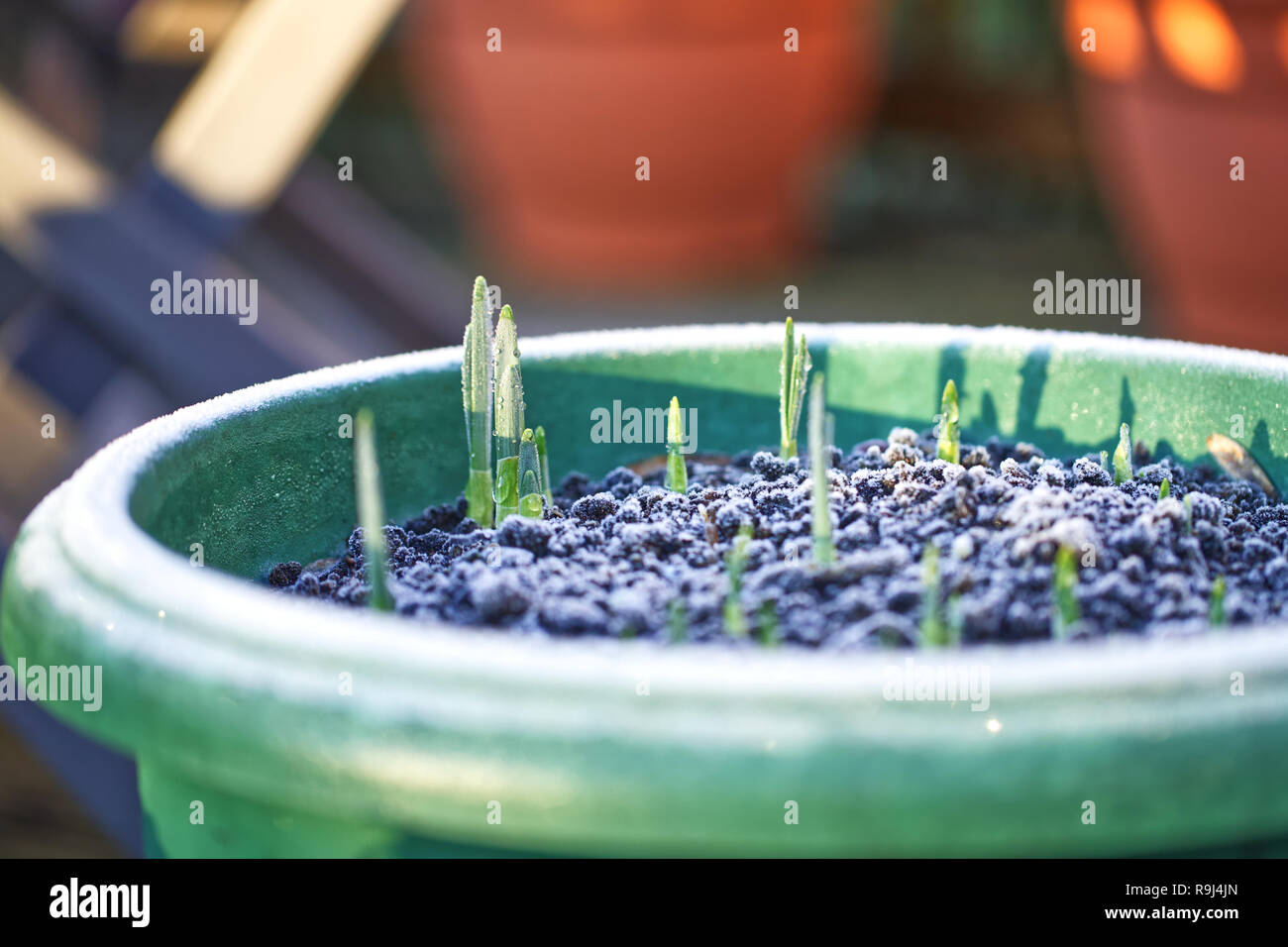 Frosted shoot hi-res stock photography and images - Alamy