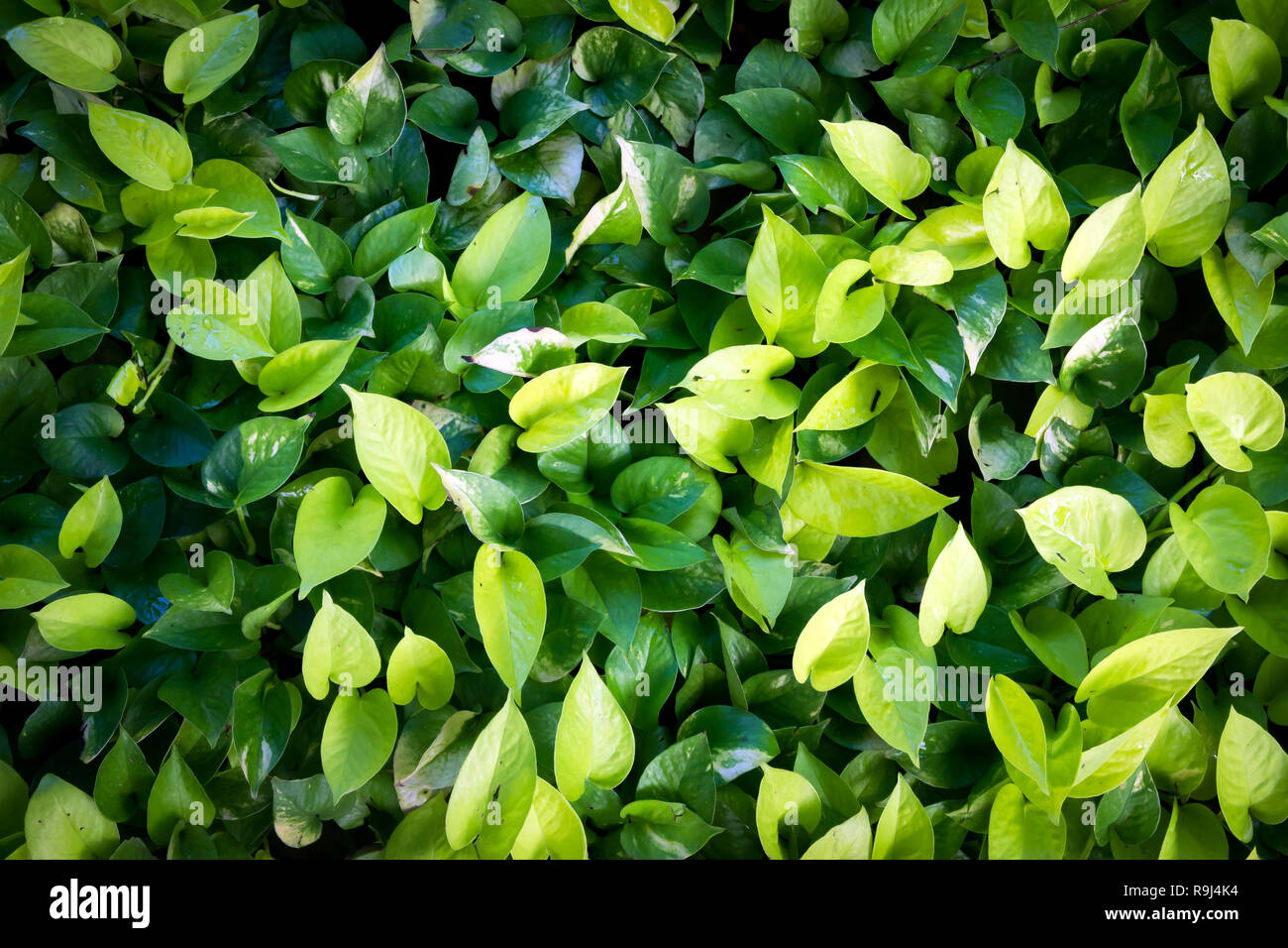 fresh green leaves in the morning Stock Photo - Alamy