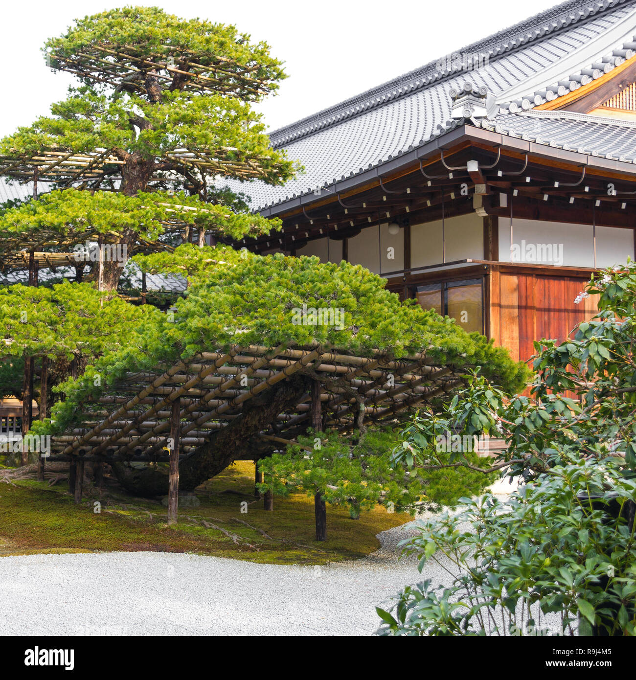 Traditional landscaped japanese garden detail with old green pine tree ...