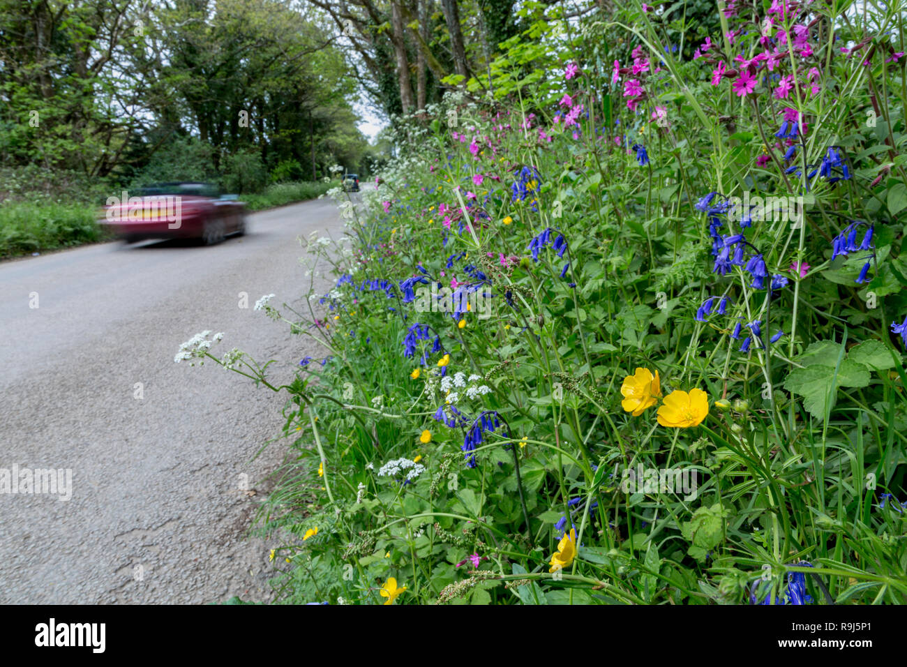 Roadside Verge - Flowers - Spring - Cornwall - UK Stock Photo - Alamy