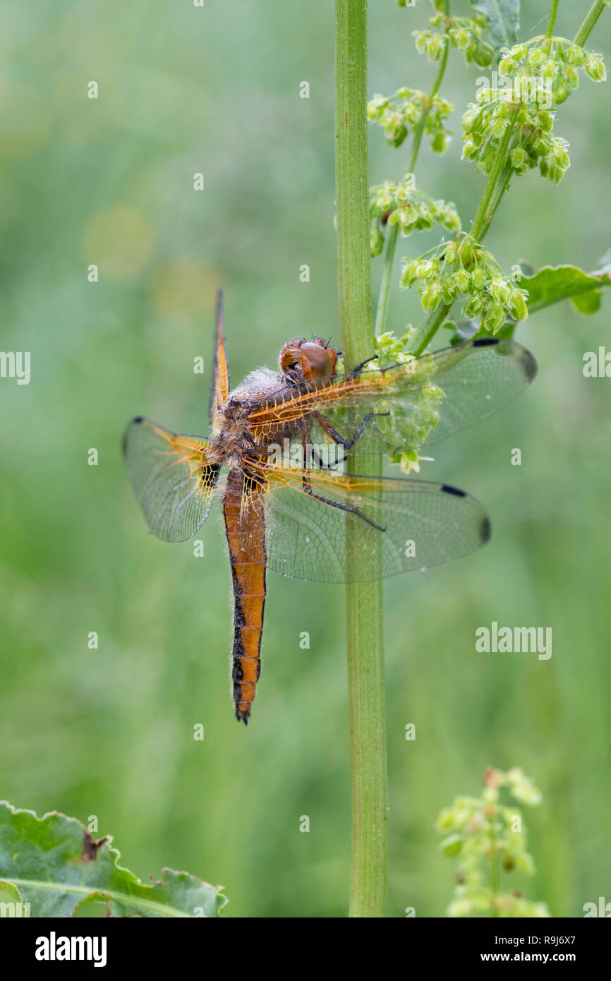 Scarce chaser hi-res stock photography and images - Alamy