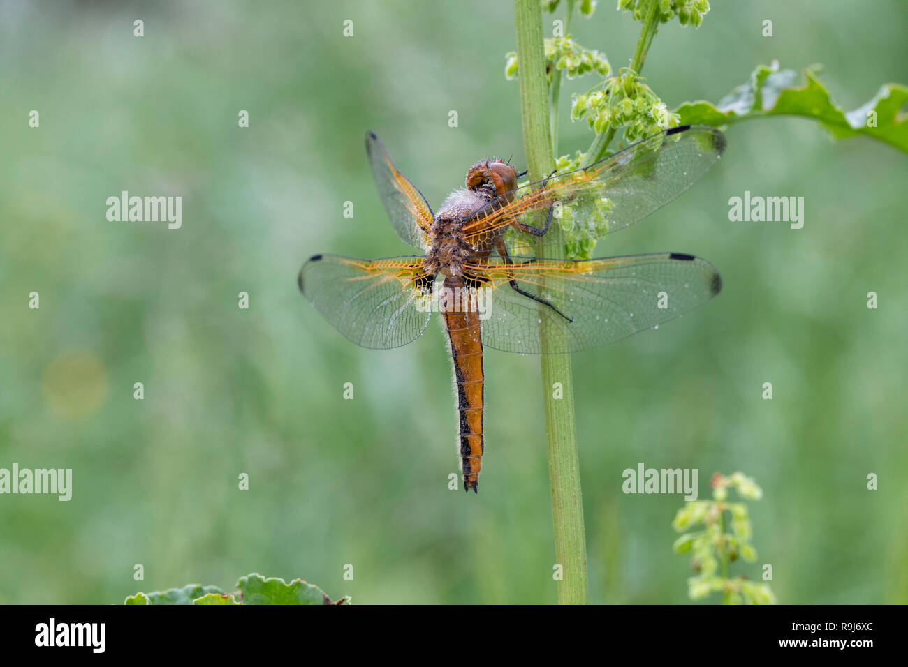 Scarce chaser hi-res stock photography and images - Alamy