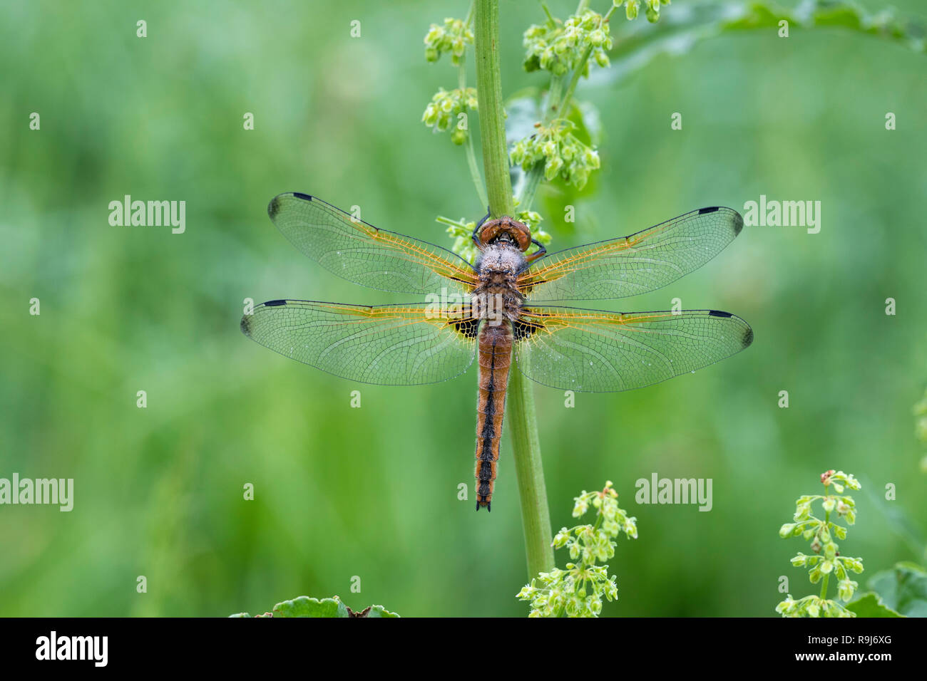 Scarce chaser dragonfly and uk hi-res stock photography and images - Alamy