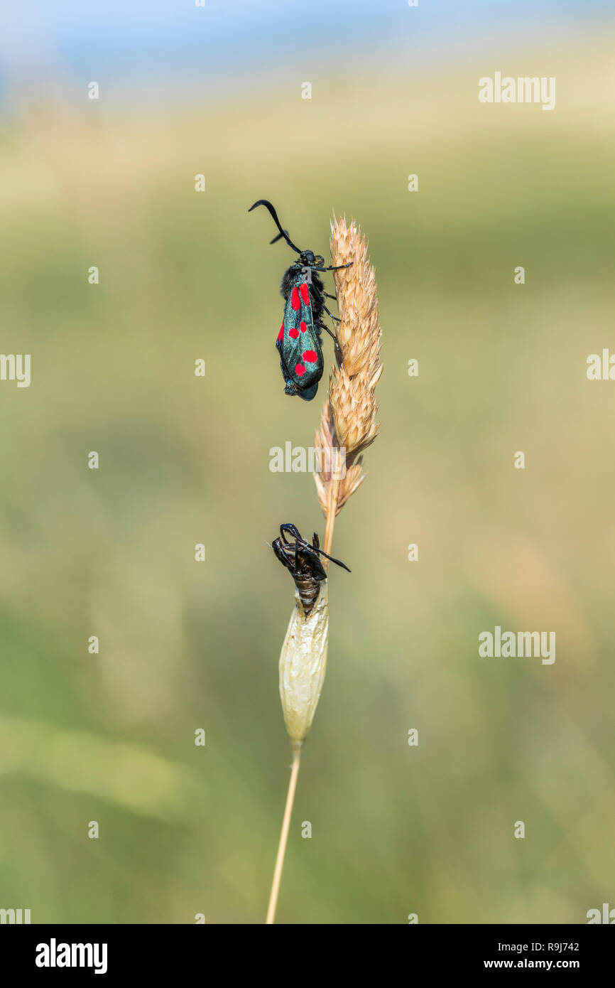 Six Spot Burnet Moth; Zygaena filipendulae Single with Cocoon Cornwall ...