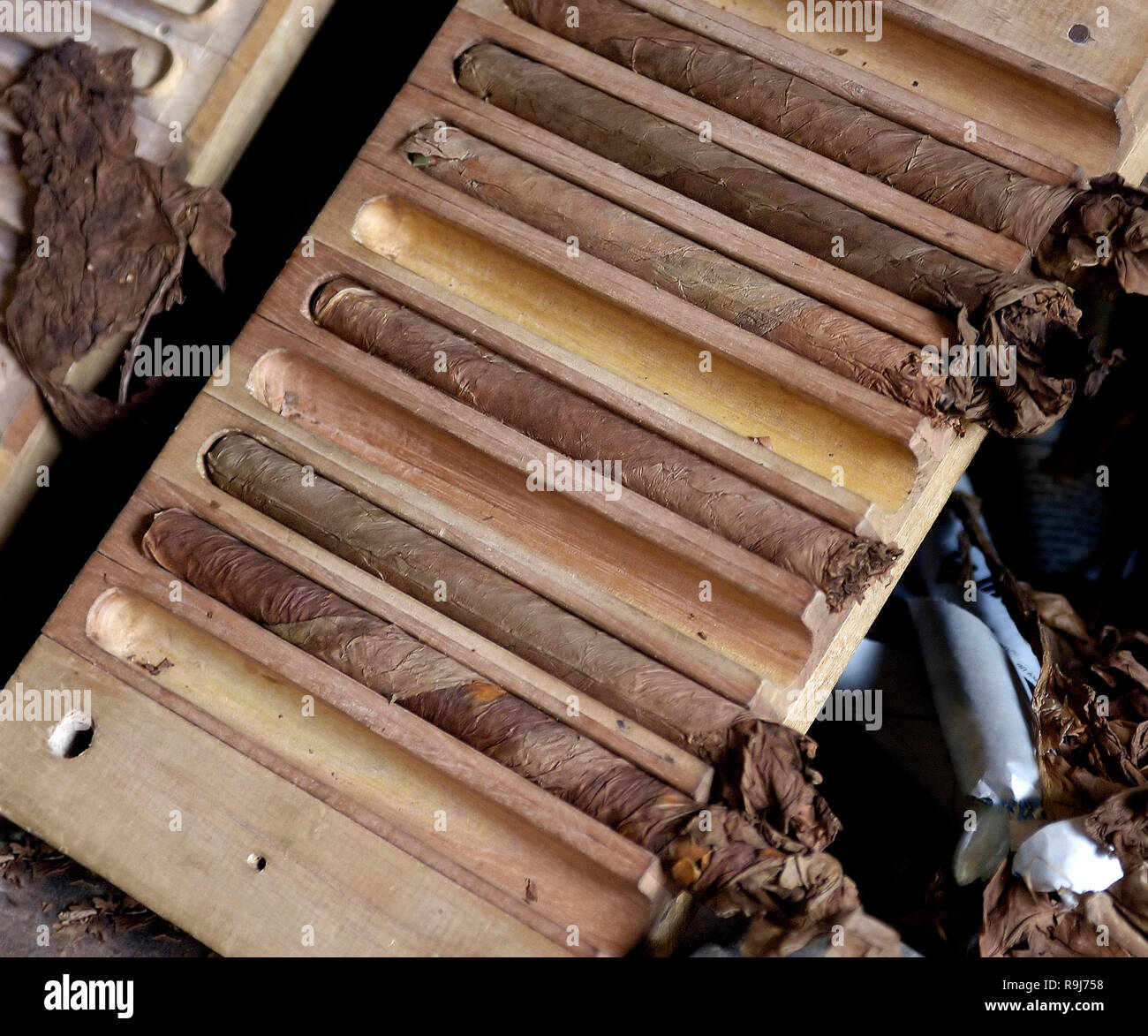 Cuban cigar roller hi-res stock photography and images - Alamy