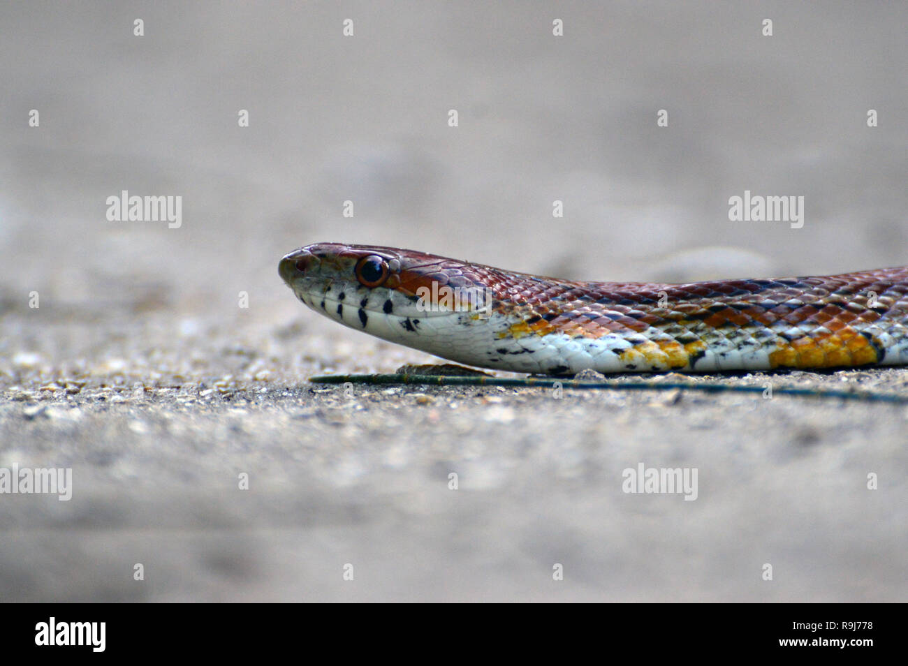 Rat snake florida hi-res stock photography and images - Alamy