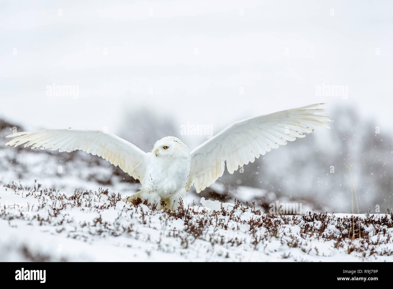 Snowy owl wings hi-res stock photography and images - Alamy