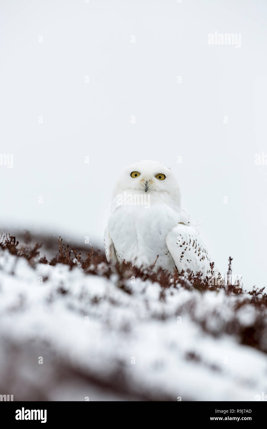 Snowy Owl; Bubo scandiacus Single; in Snow Scotland; UK Stock Photo - Alamy