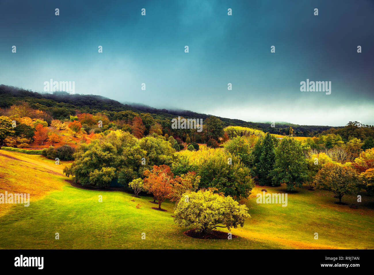 Colorful autumn trees under stormy sky in Mount Lofty, Adelaide Hills ...