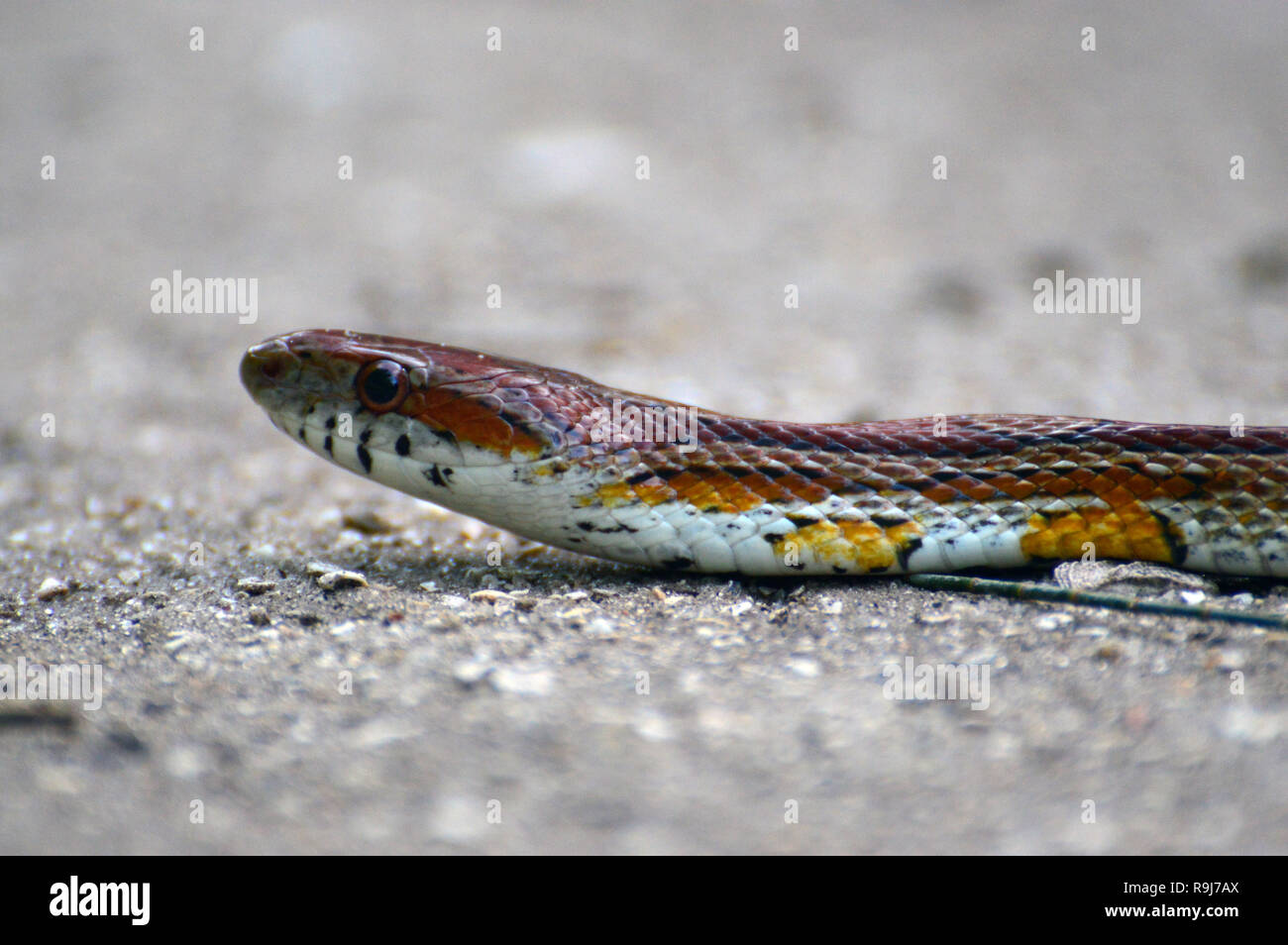 Florida snake hunt hi-res stock photography and images - Alamy