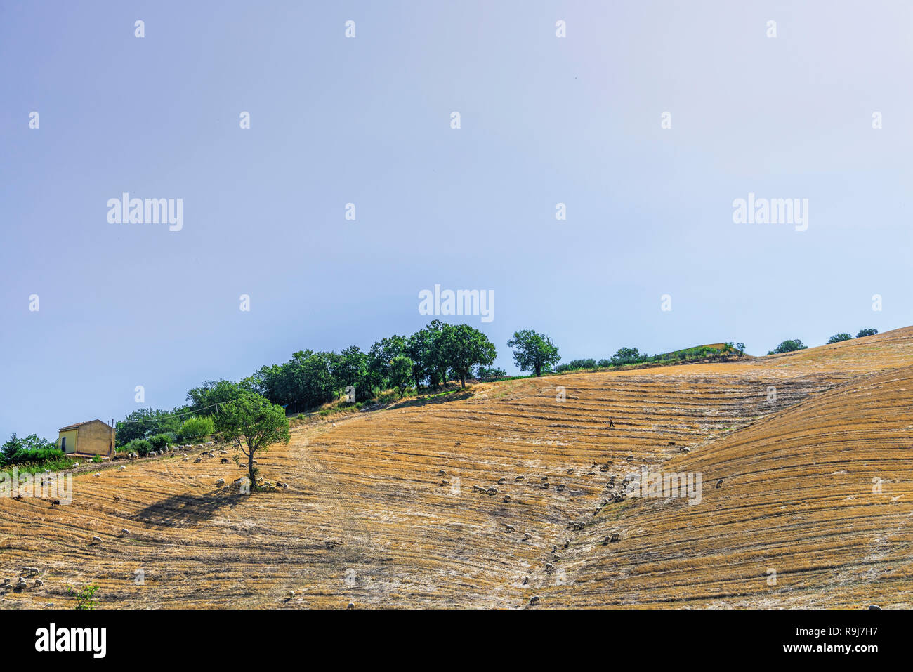 a flock of sheep grazing in the Val d'Agri hills Stock Photo - Alamy