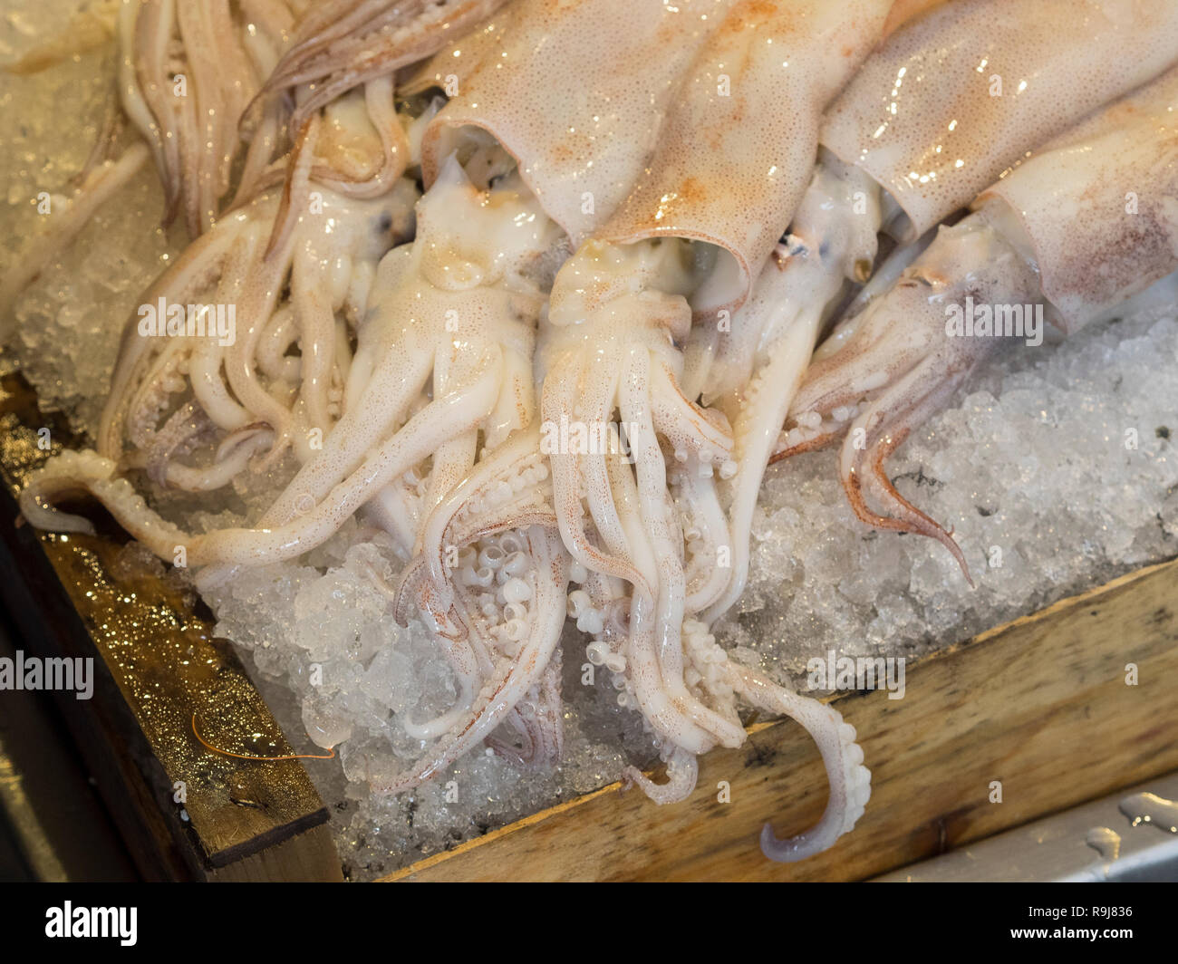 Squid loligo vulgaris cuttlefish hi-res stock photography and images ...
