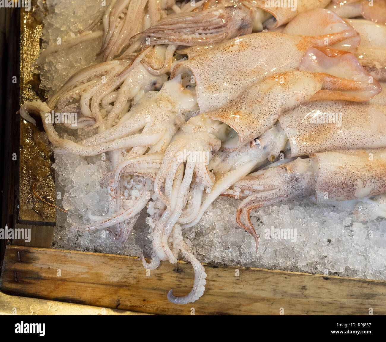 fresh squids (Loligo vulgaris) on ice for sale at a fish market Stock ...