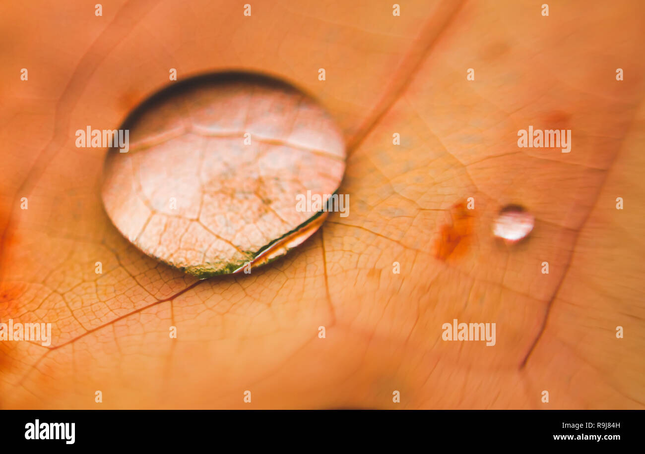 Water drops on orange autumn leaf. Macro Stock Photo - Alamy