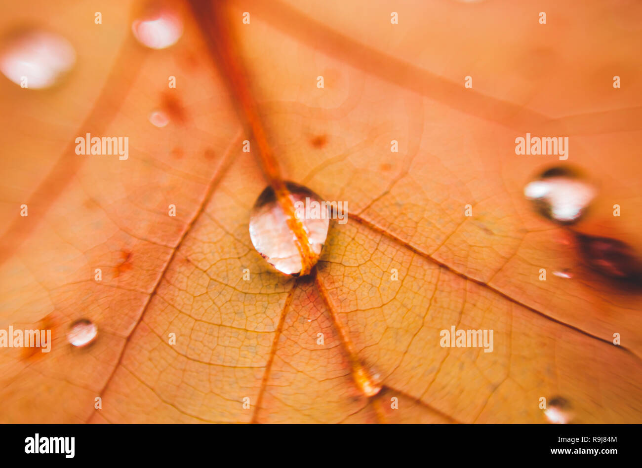 Water drops on orange autumn leaf. Macro Stock Photo - Alamy