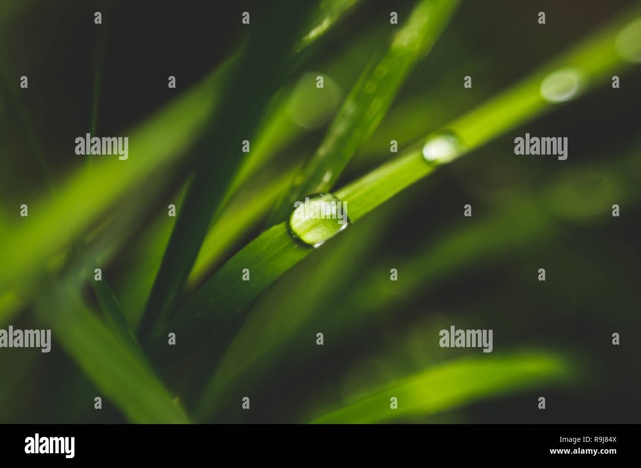 Rain water drops on the green fresh grasss leaves in macro lens Stock ...