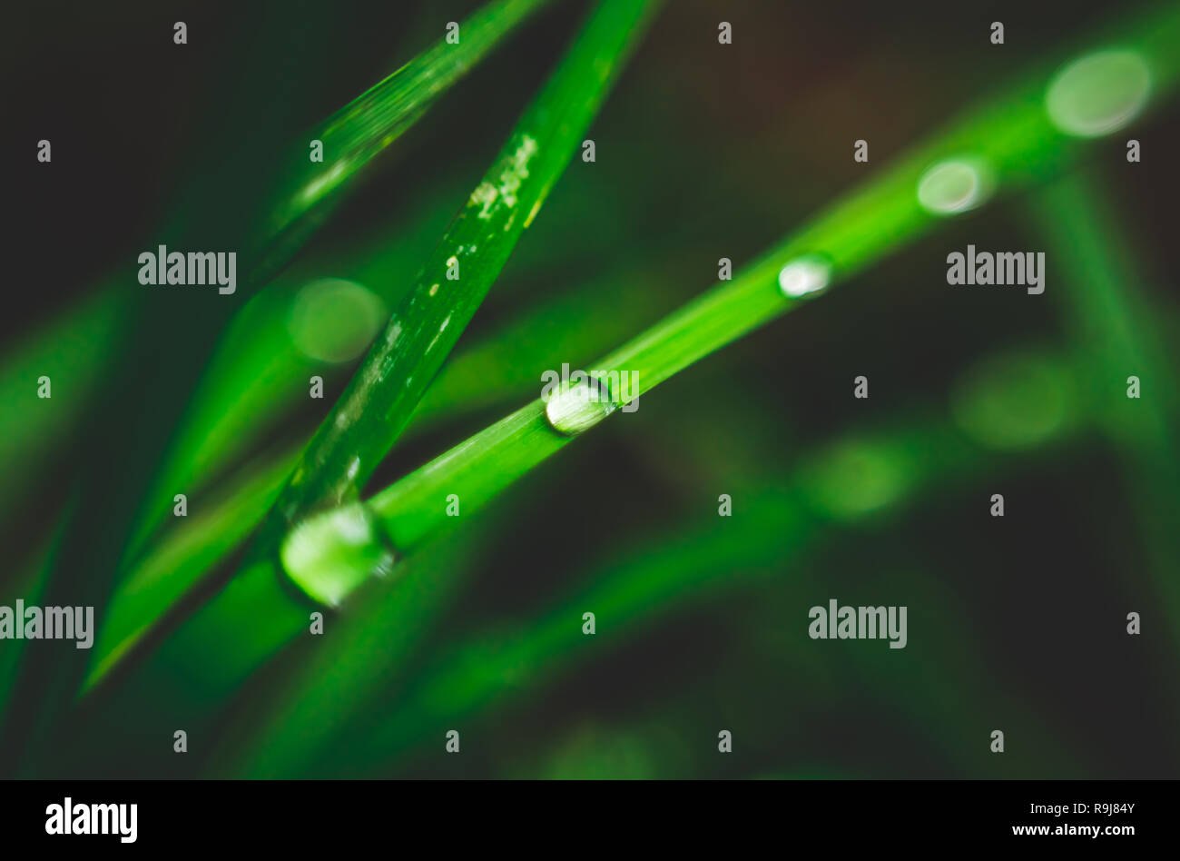 Rain water drops on the green fresh grasss leaves in macro lens Stock ...