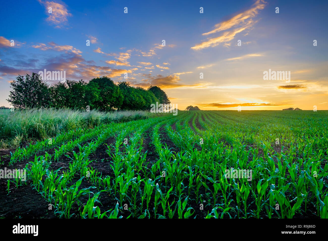 Maize field hi-res stock photography and images - Alamy