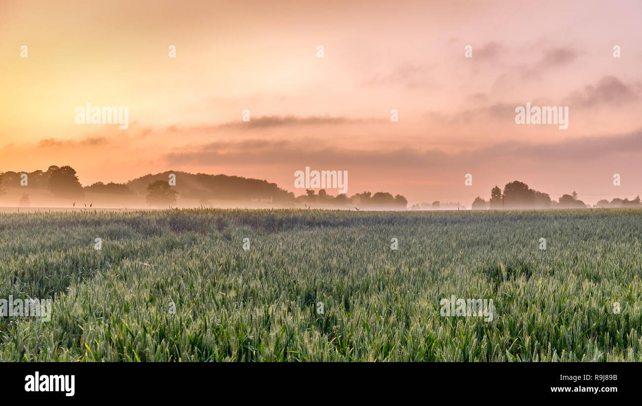 Rye plant hi-res stock photography and images - Alamy