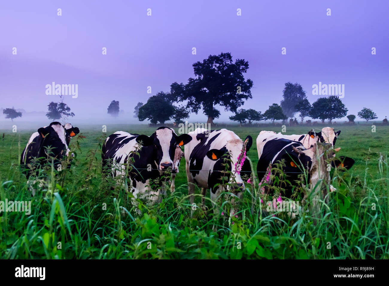 Norman cow hi-res stock photography and images - Alamy