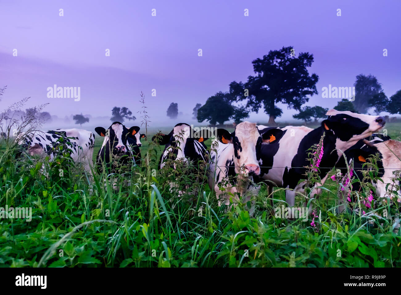 Norman cow hi-res stock photography and images - Alamy