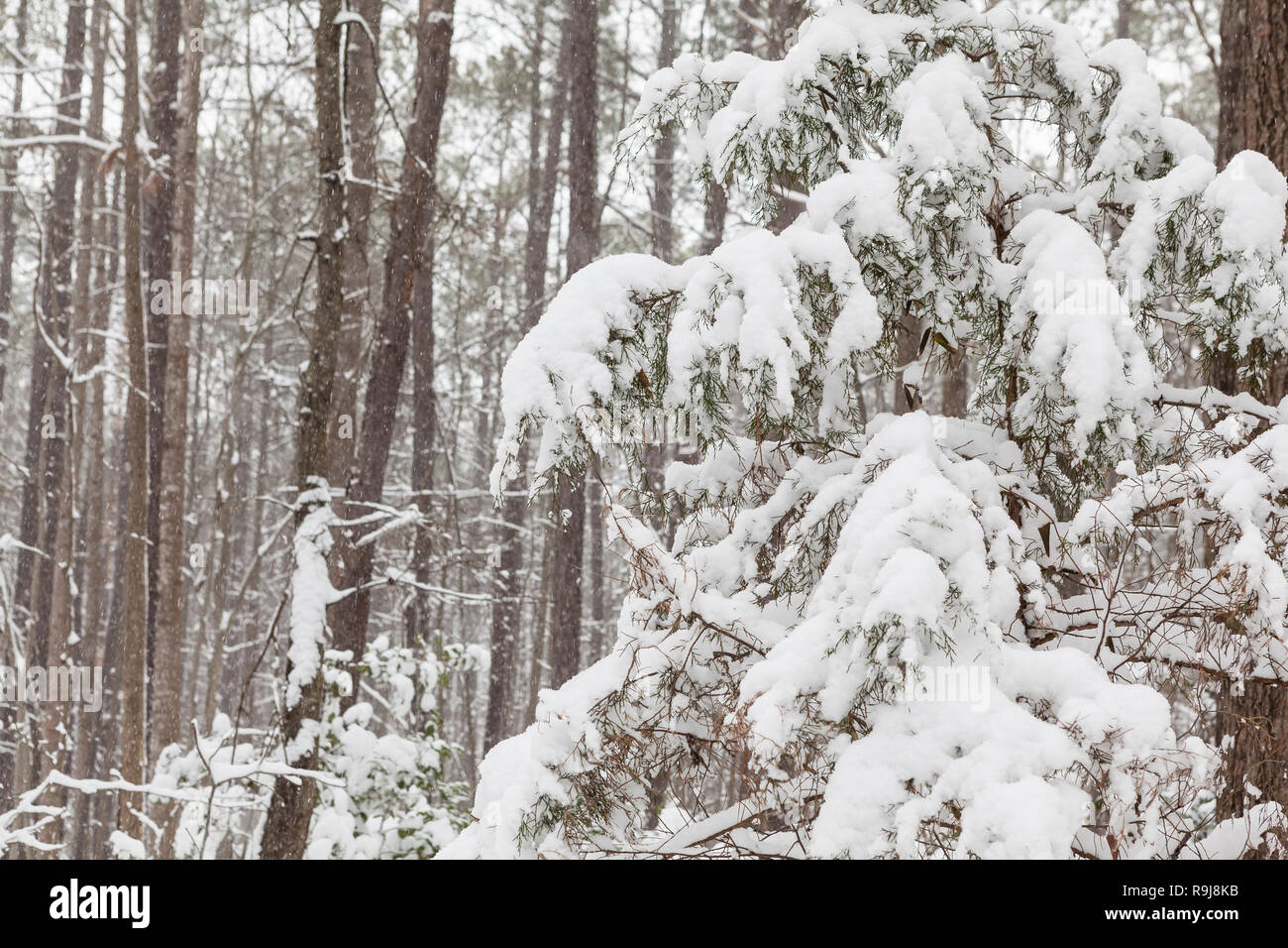 Sony covered tree branches Stock Photo - Alamy