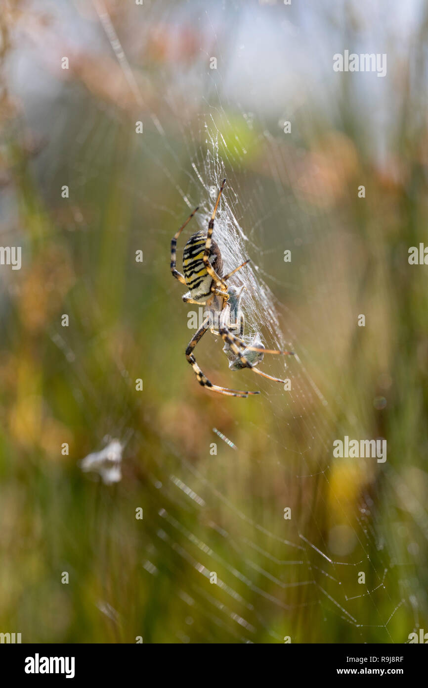Wasp Spider; Argiope bruennichi Single with Prey on Web Cornwall; UK ...