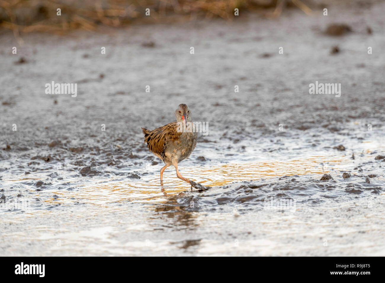 Water rail wading hi-res stock photography and images - Alamy