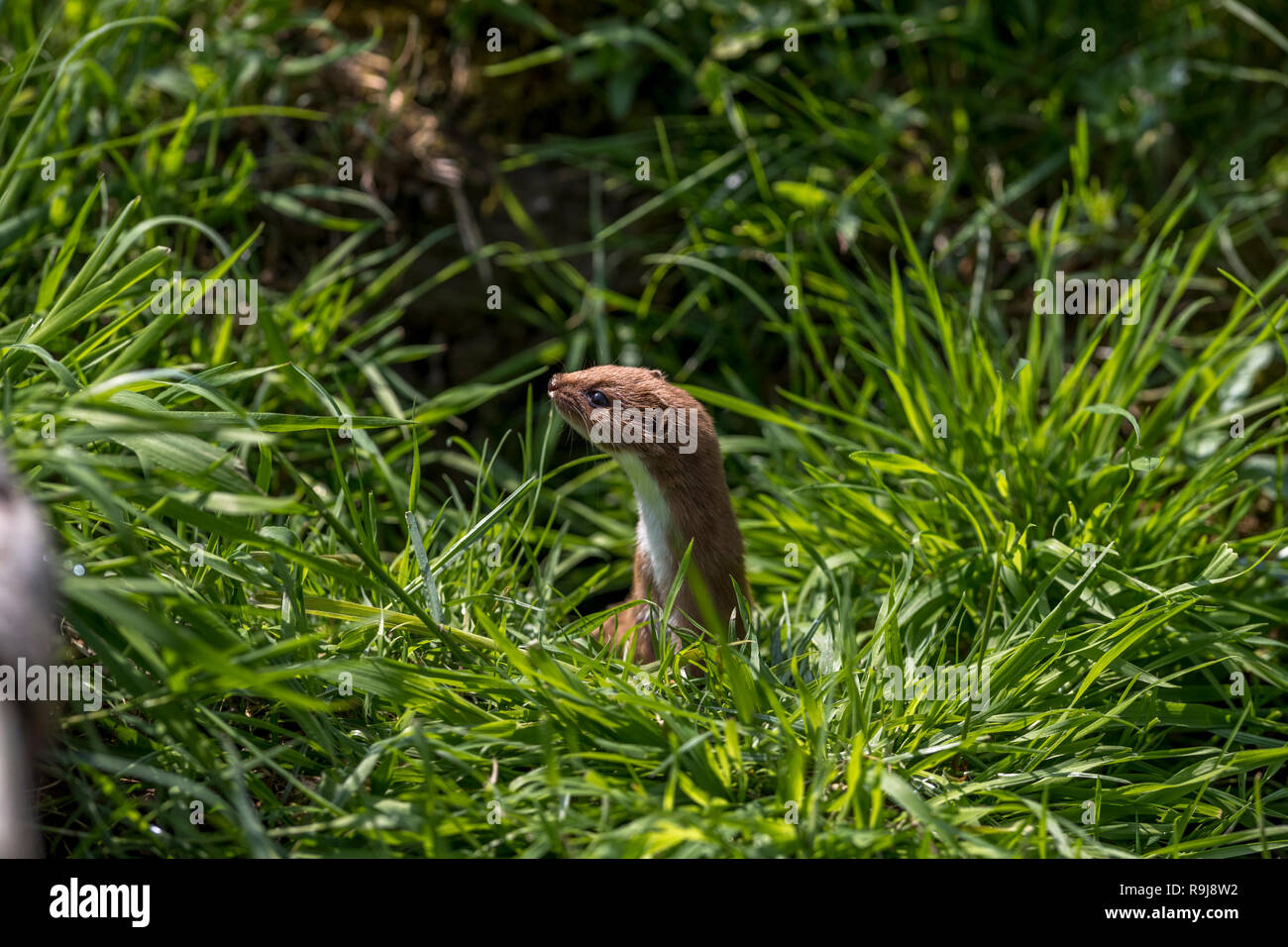 Weasel in grass hi-res stock photography and images - Alamy