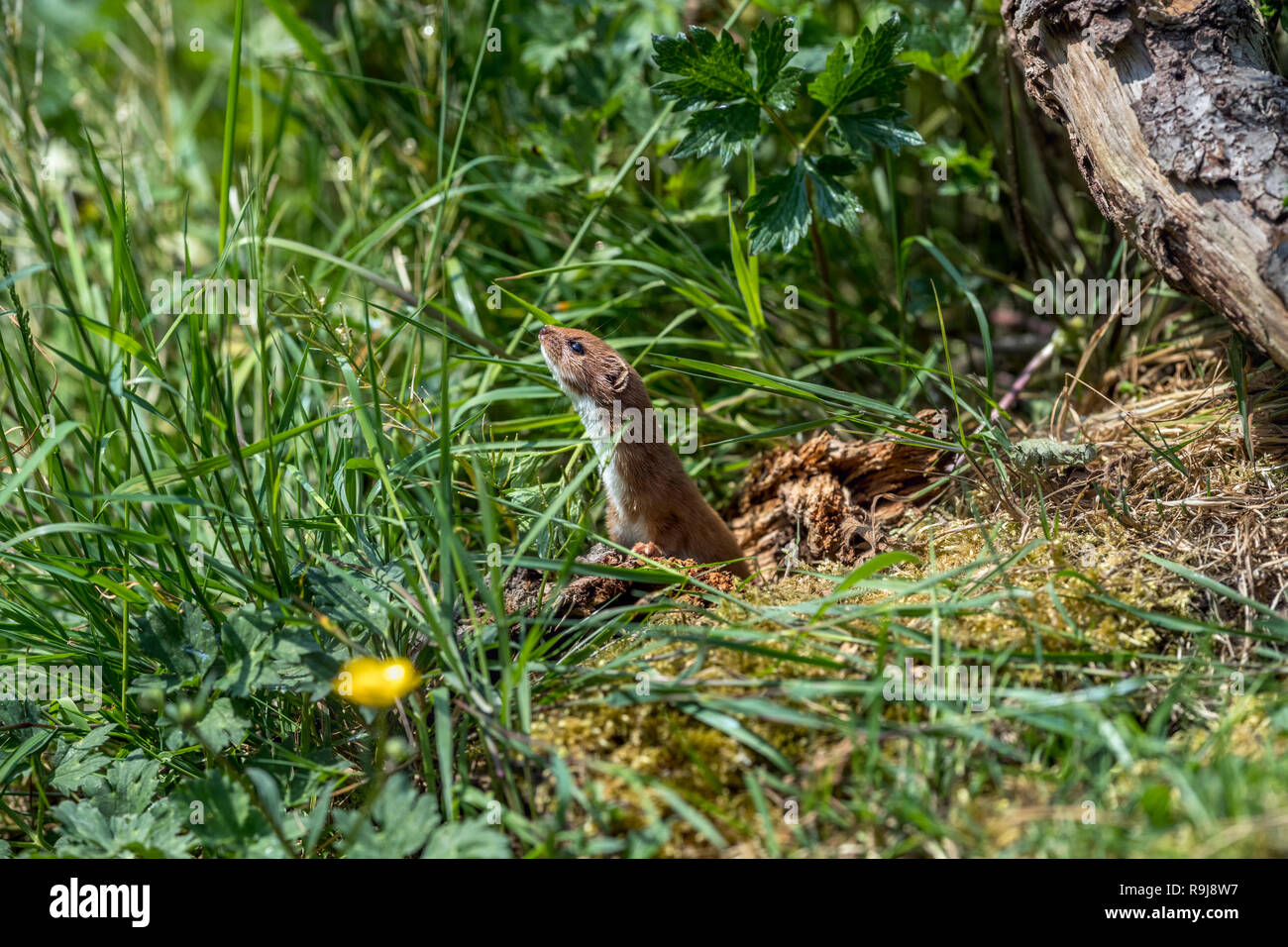 Weasel hole hi-res stock photography and images - Alamy