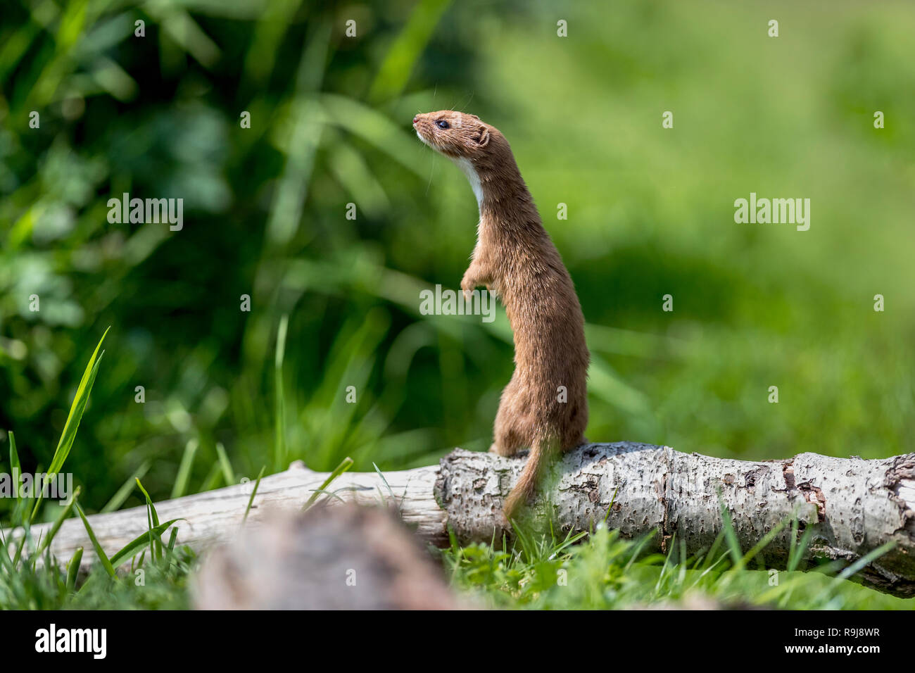 Stand standing weasel hi-res stock photography and images - Alamy