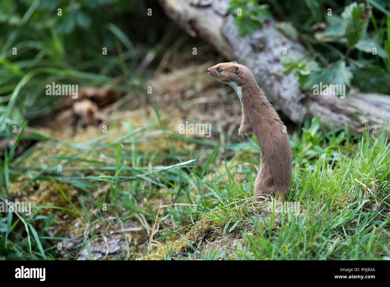 Stand standing weasel hi-res stock photography and images - Alamy