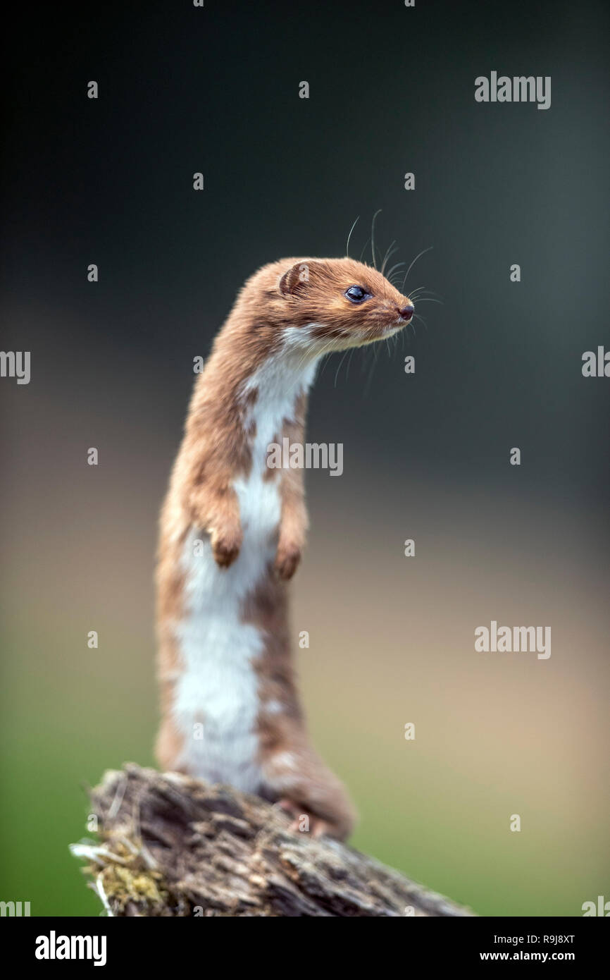 Stand standing posture hi-res stock photography and images - Alamy